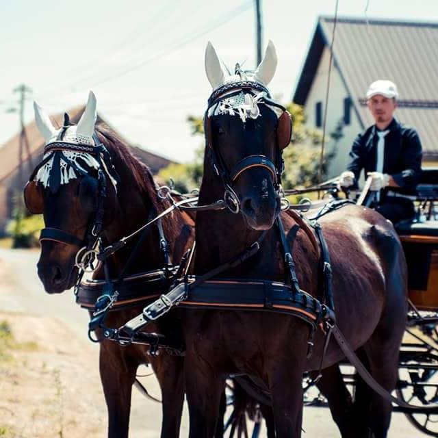 Konjarstvo Cebek, konjereja, Miha Cebek s.p. | Poišči.me